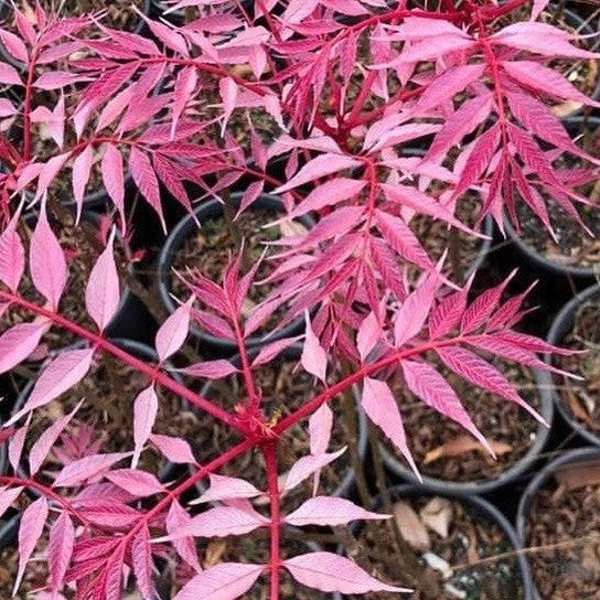 Cedrela sinensis