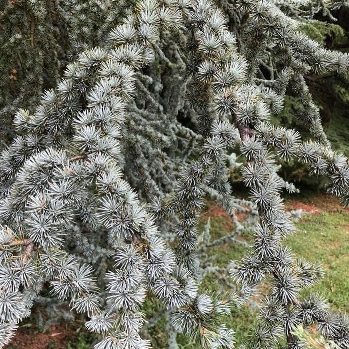 Cedrus atlantica Glauca