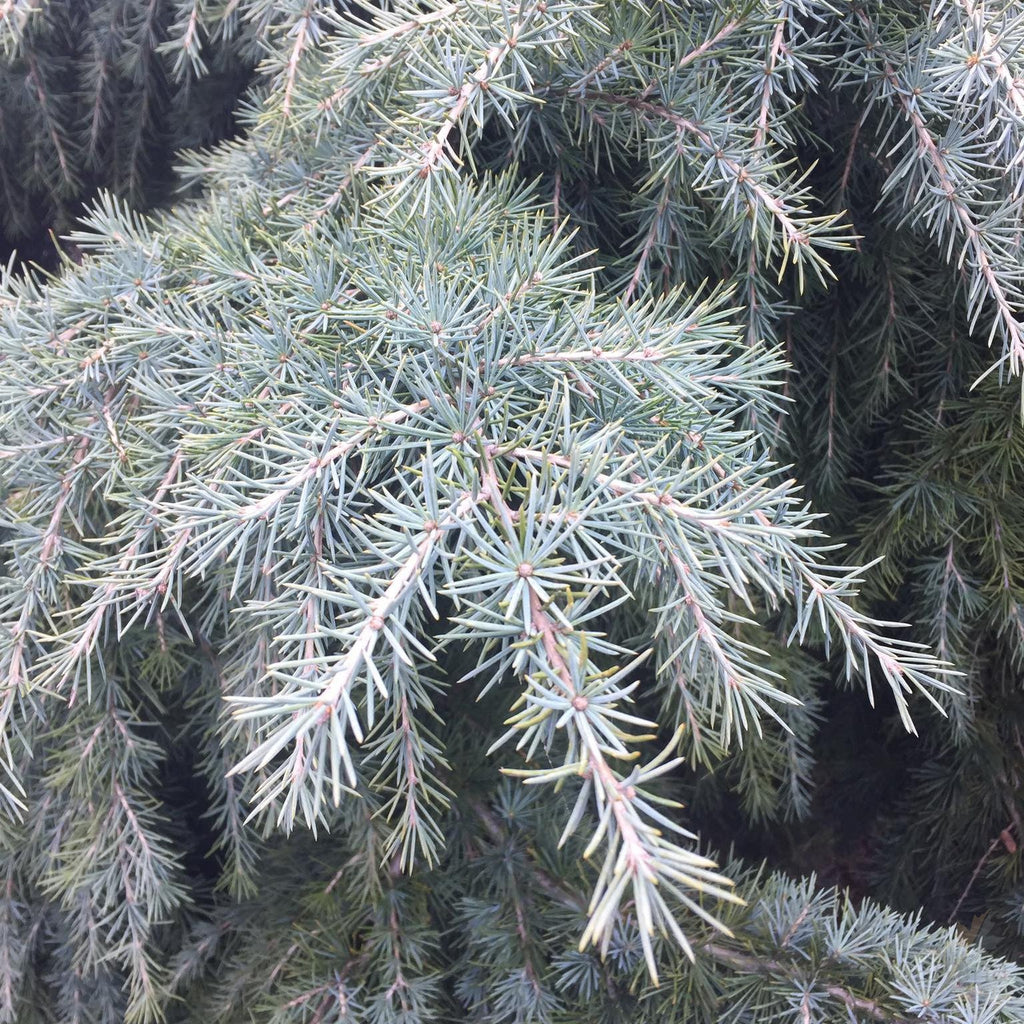 Cedrus deodara Mountain Beauty
