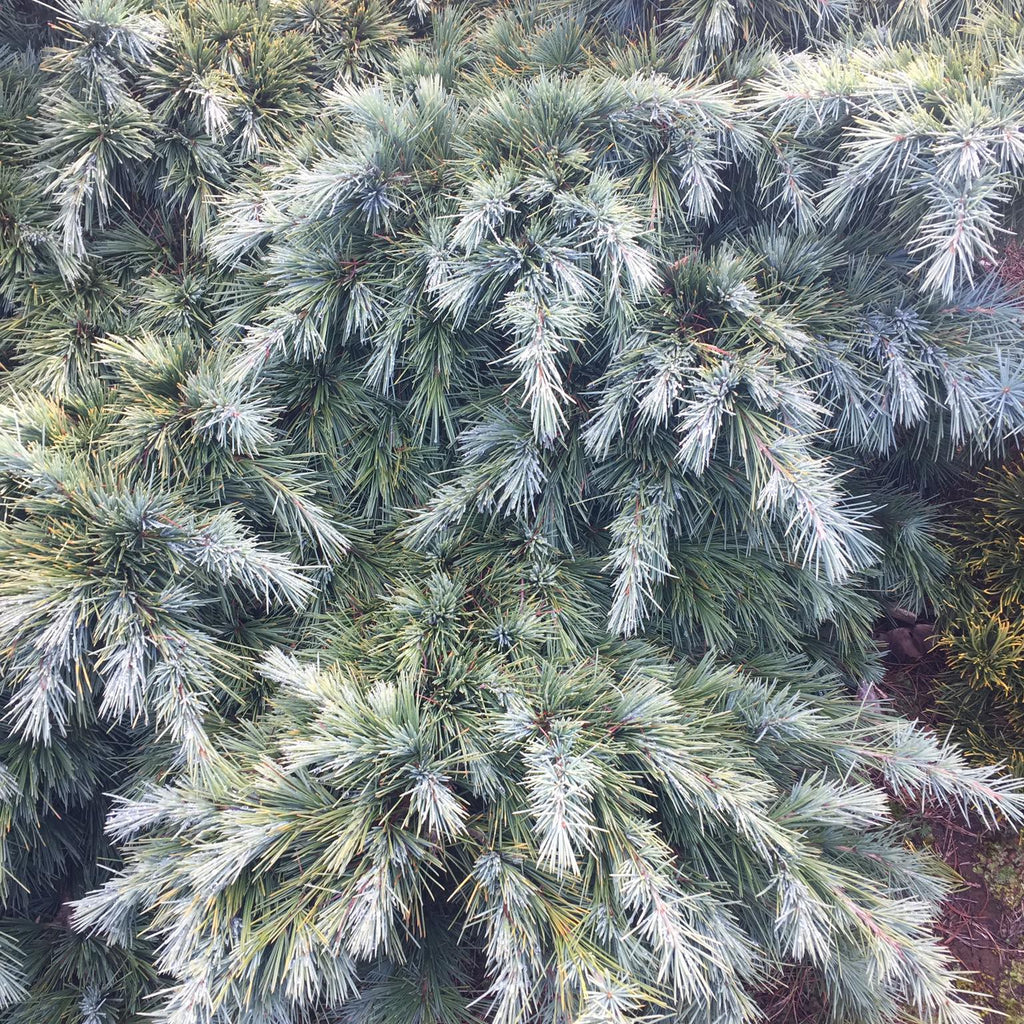 Cedrus libani Hedgehog