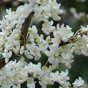 Cercis canadensis Alba