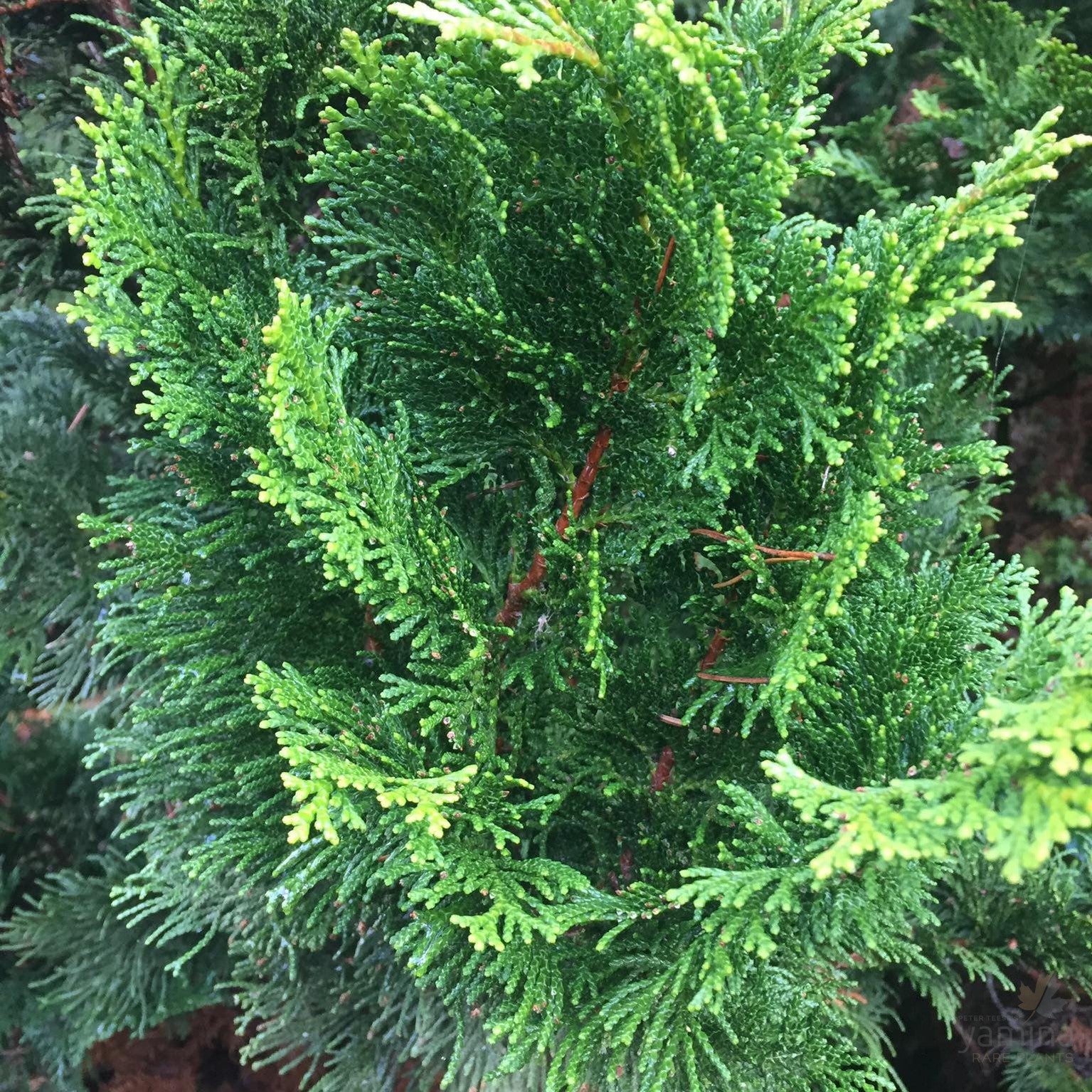 Chamaecyparis obtusa Nana Gracilis