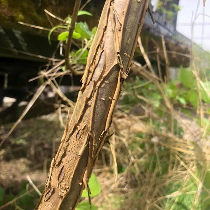 Chionanthus retusus (Chinese Fringe Tree)