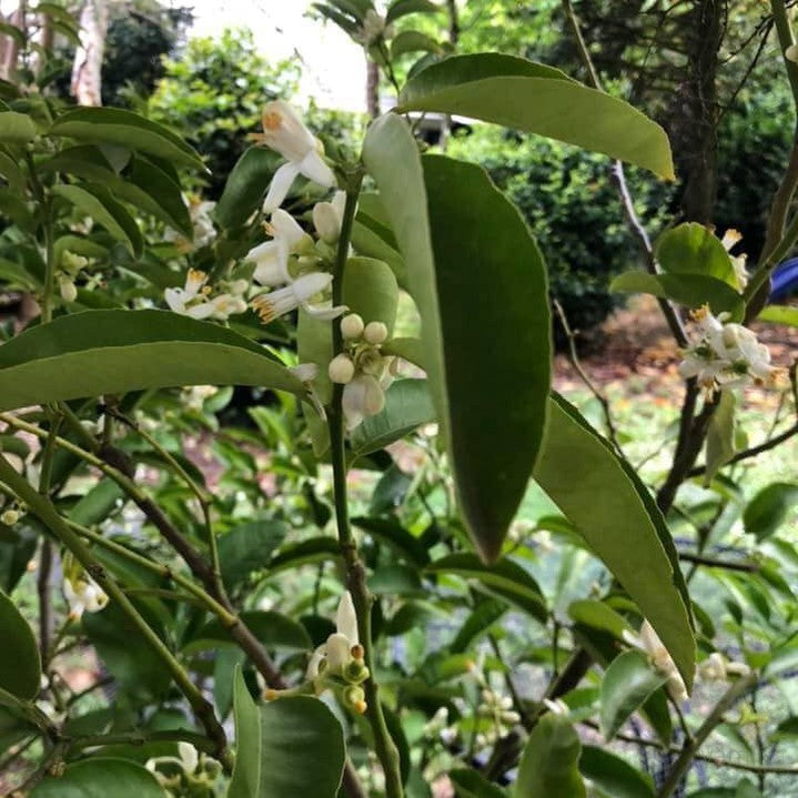 Citrus limetta Limu Shirin