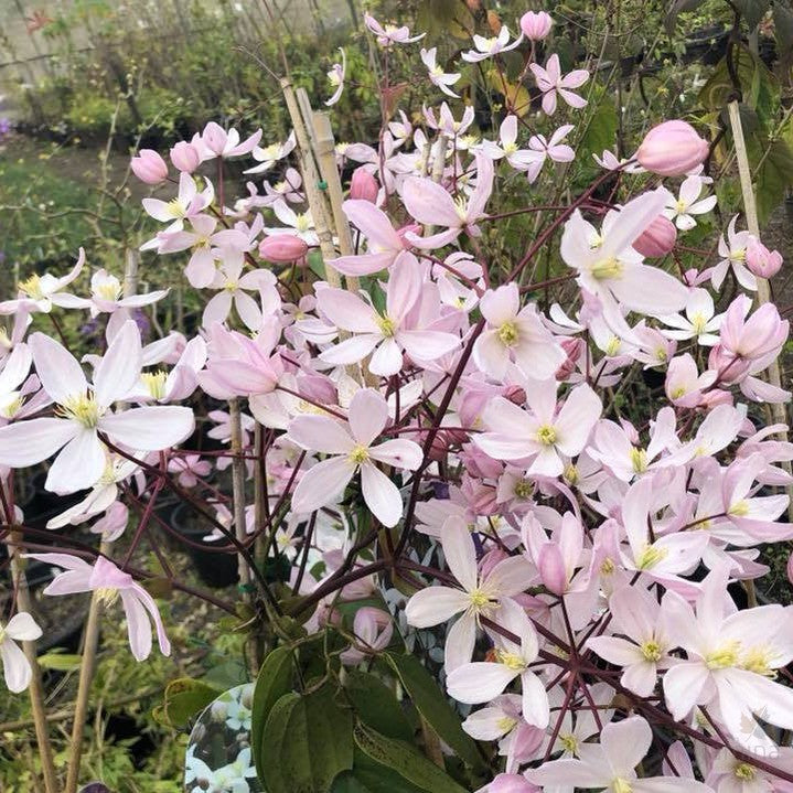 Clematis armandii Apple Blossom