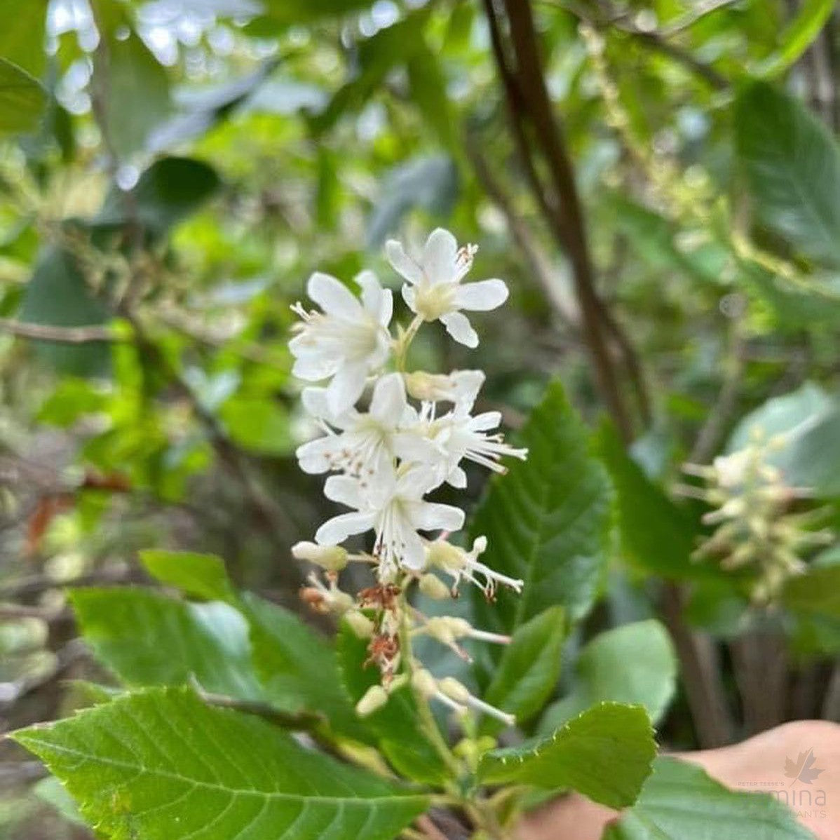Clethra alnifolia Hummingbird