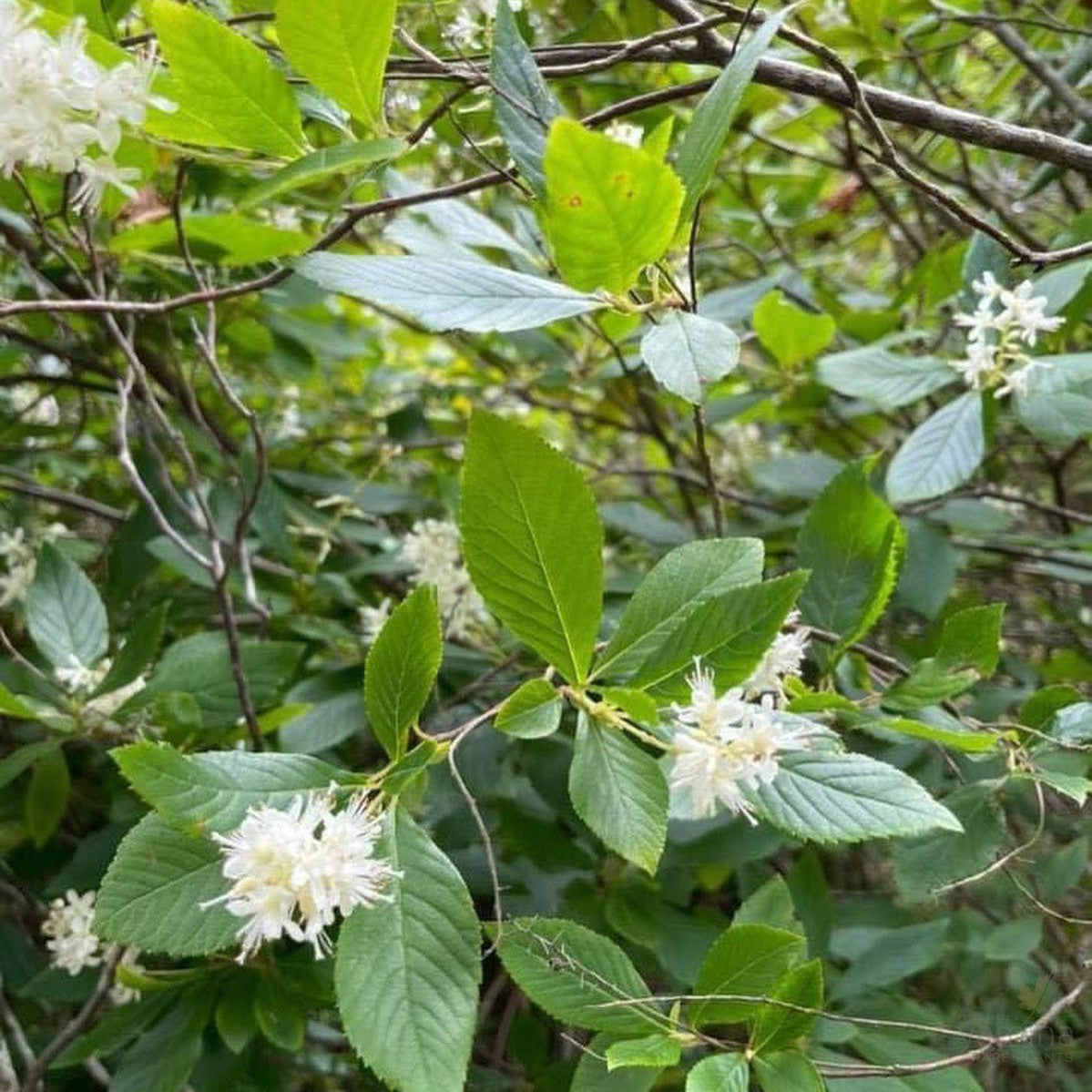 Clethra alnifolia Hummingbird