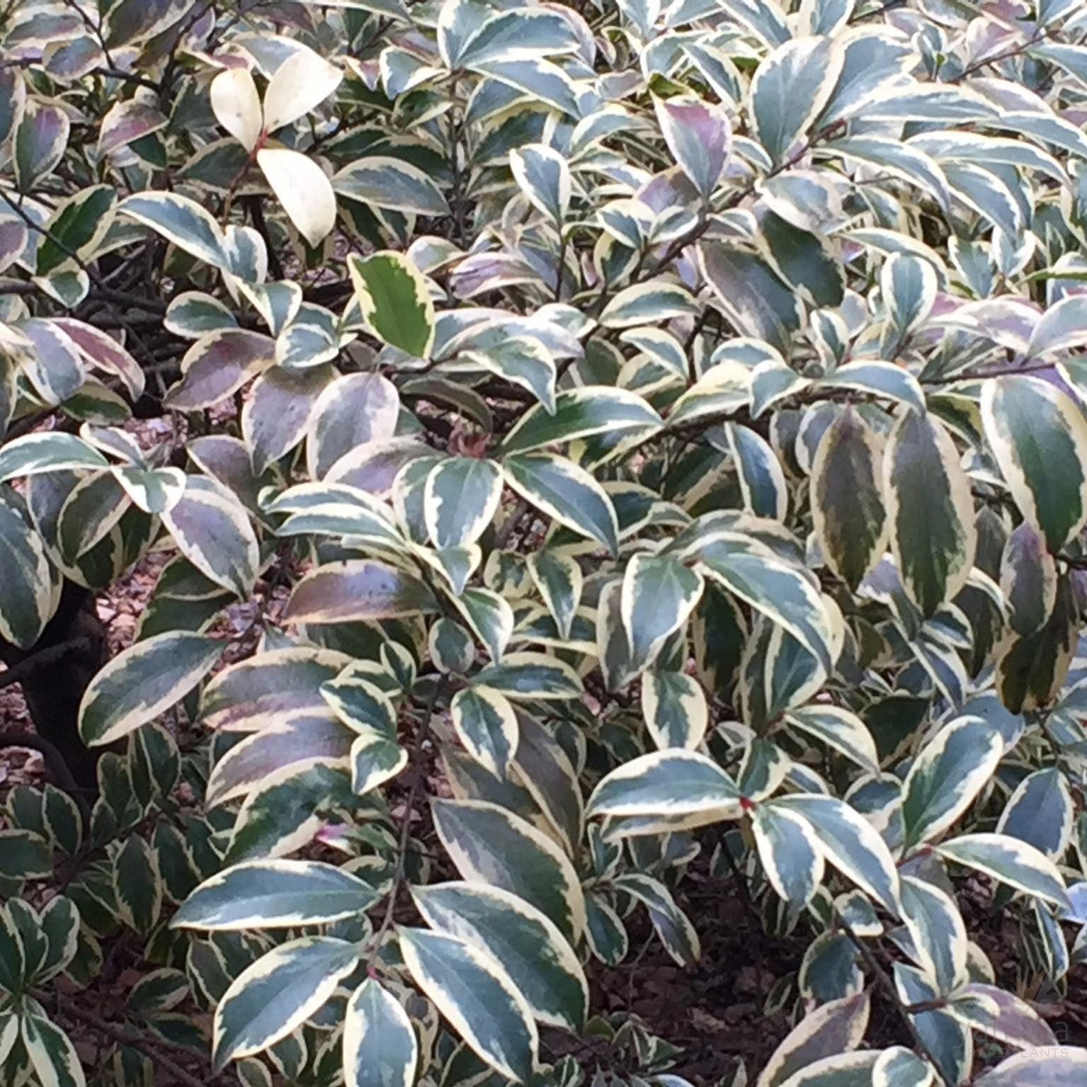 Cleyera japonica Tricolor (Fortunei)