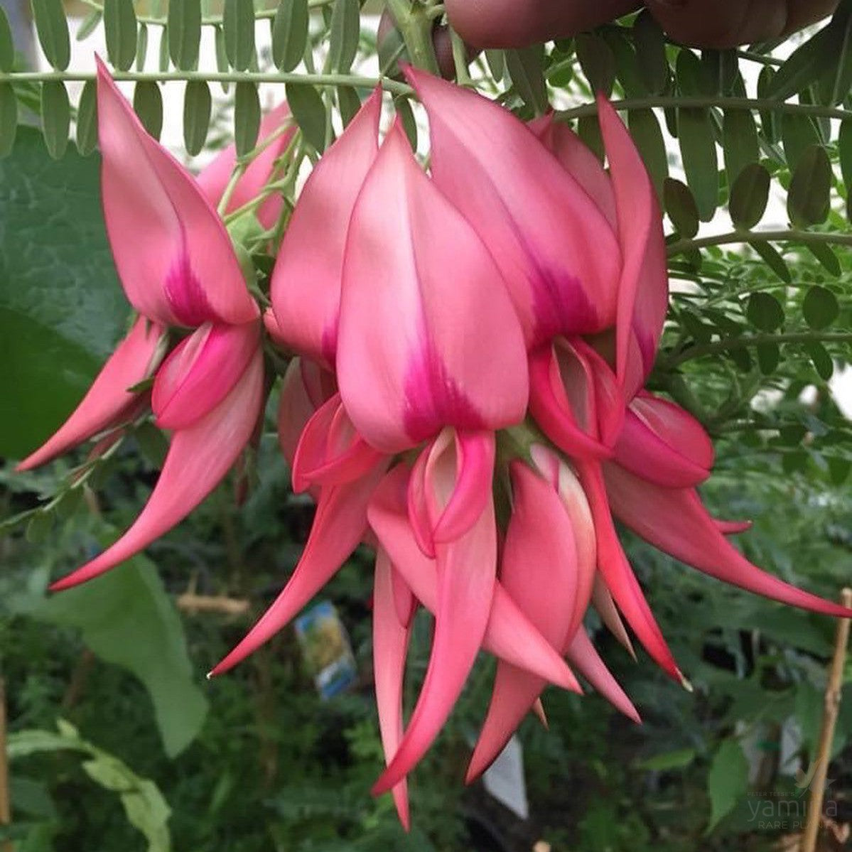 Clianthus puniceus (red)