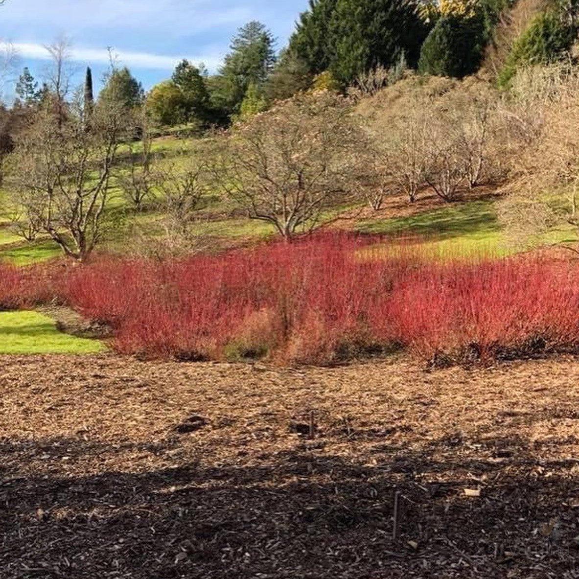 Cornus alba Sibirica