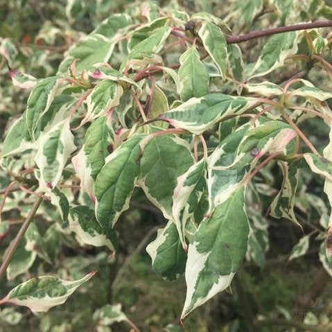 Cornus alternifolia Argentea