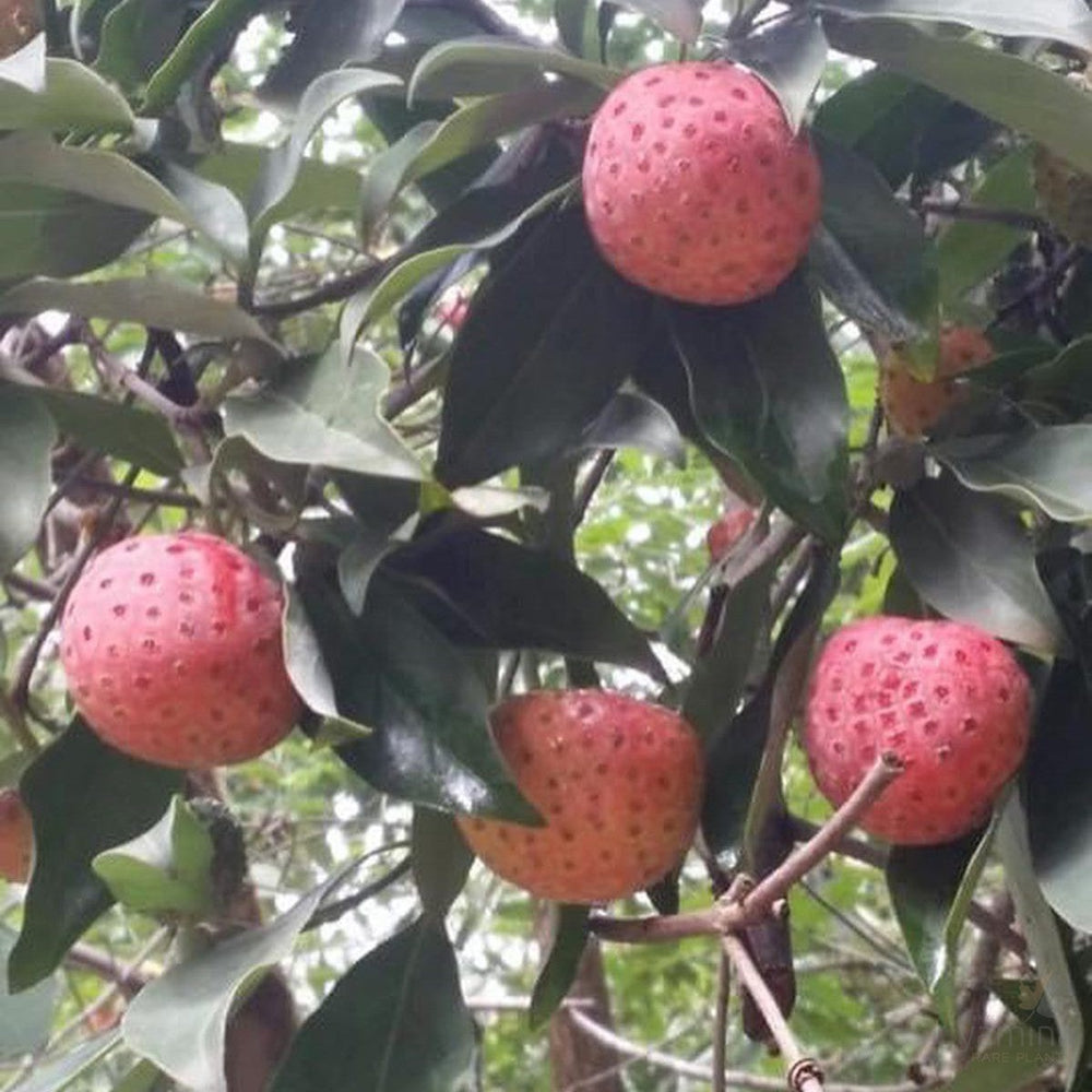 Trees & Shrubs – Page 12