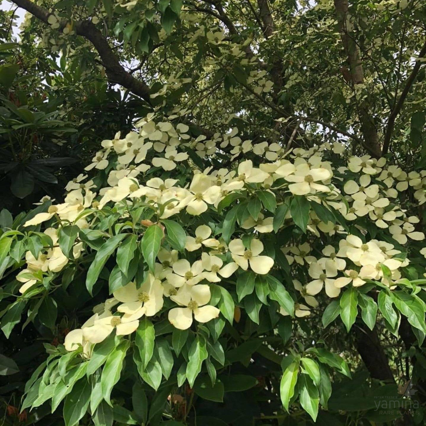 Cornus capitata (syn Benthamidia c)