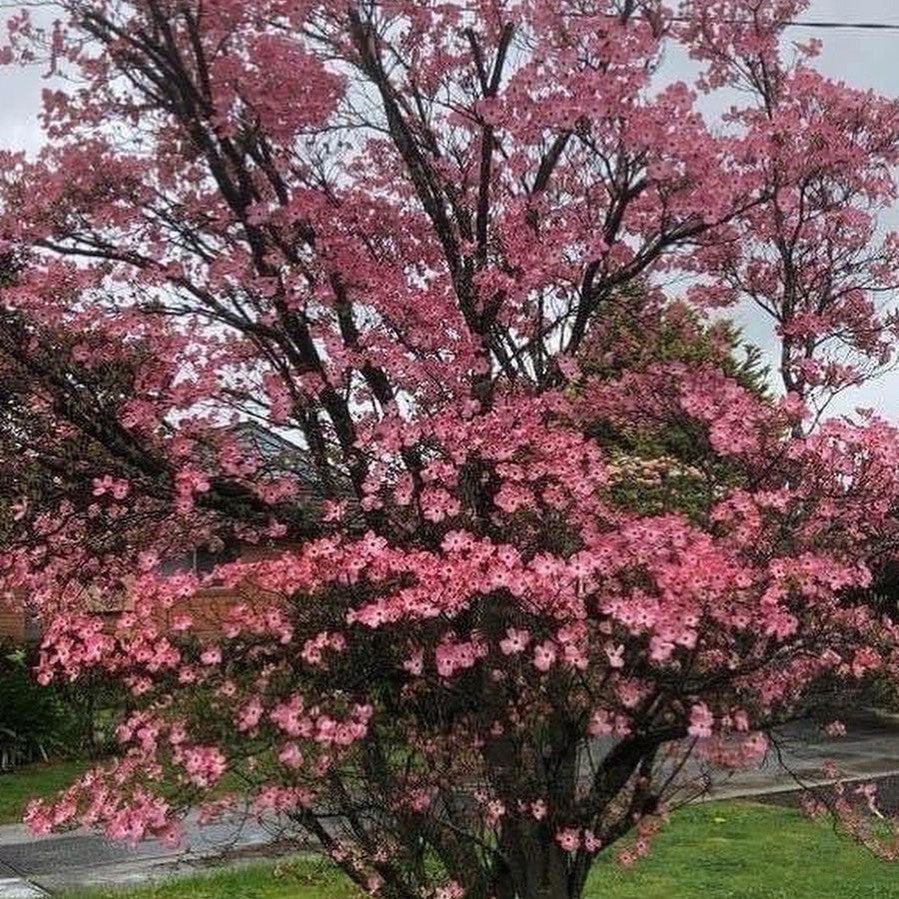 Florida Rubra Cornus