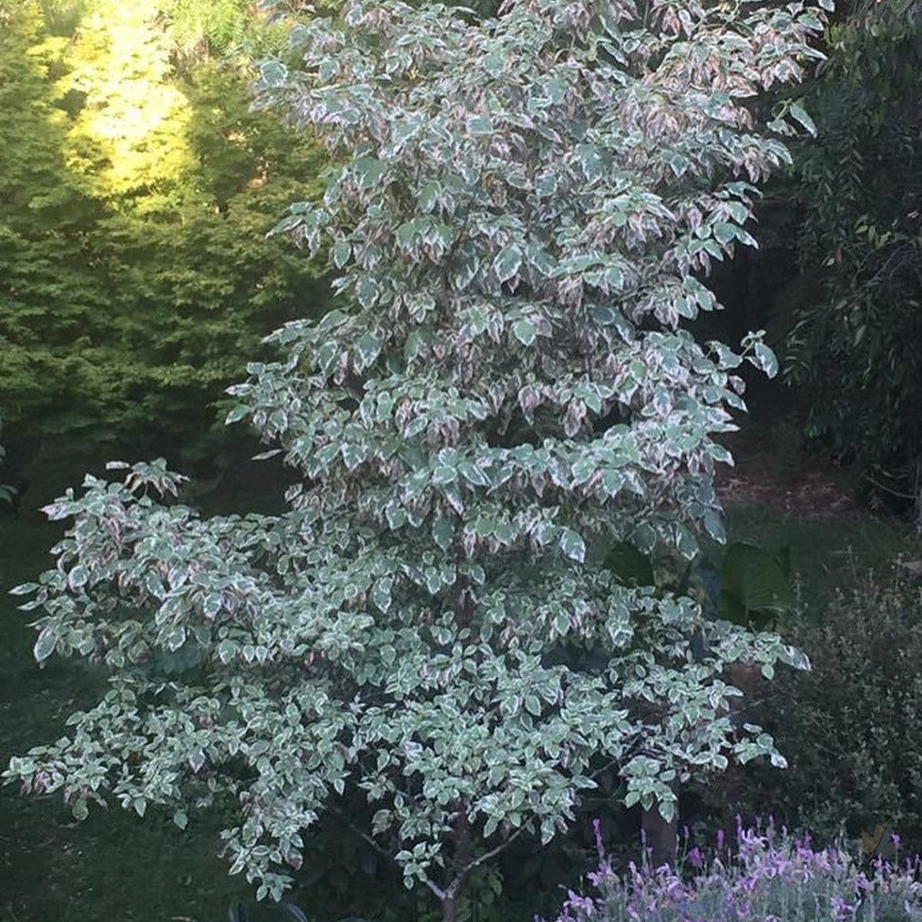 Cornus florida Welchii
