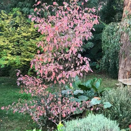 Cornus florida Welchii