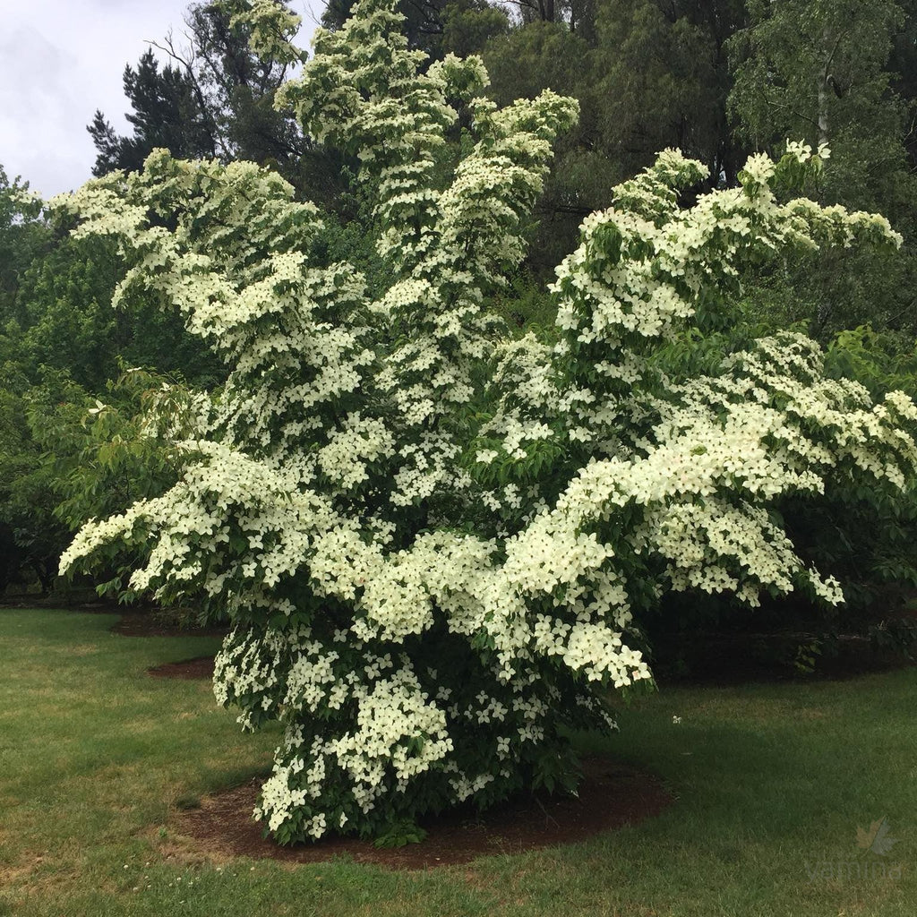 Cornus kousa Chinensis (Chinese Dogwood)