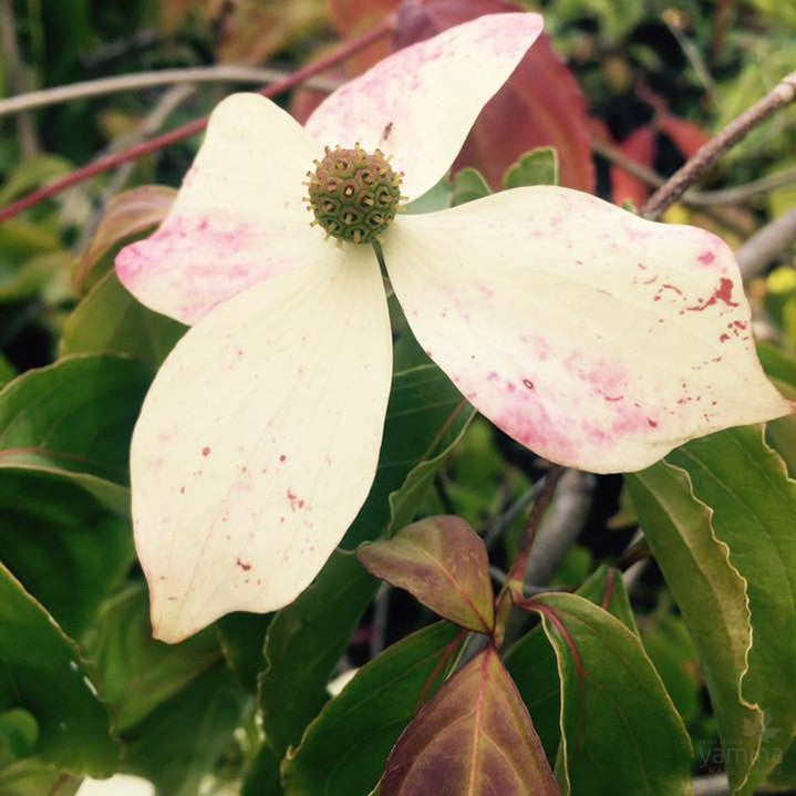 Cornus kousa Weavers Weeping (standard)