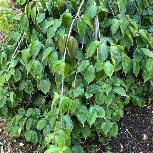 Cornus kousa Weavers Weeping (standard)