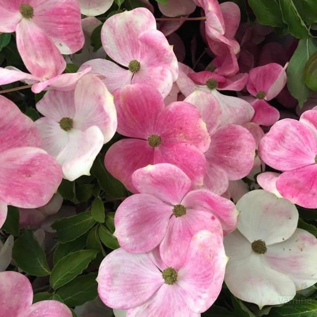 Cornus x Eric Gennet