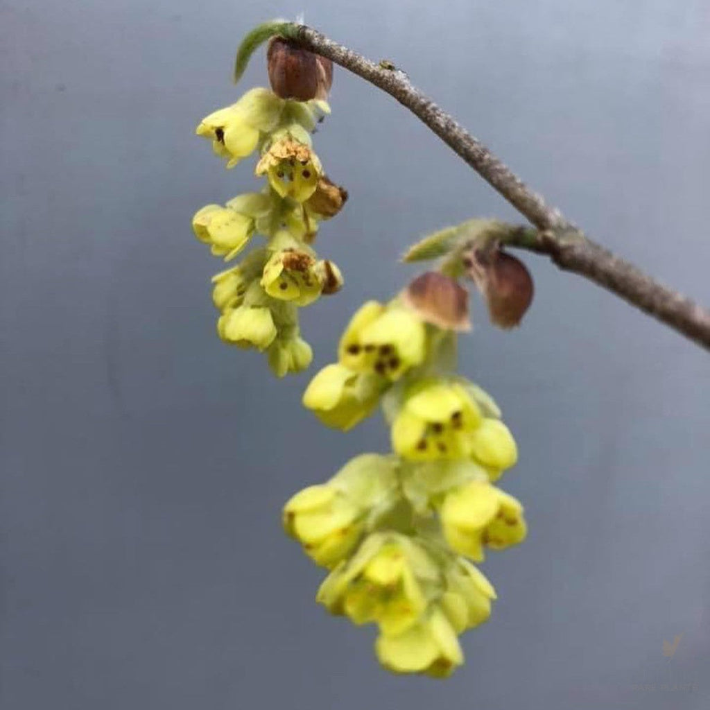 Corylopsis sinensis (Winter Hazel)