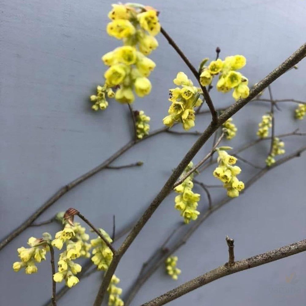 Corylopsis sinensis (Winter Hazel)