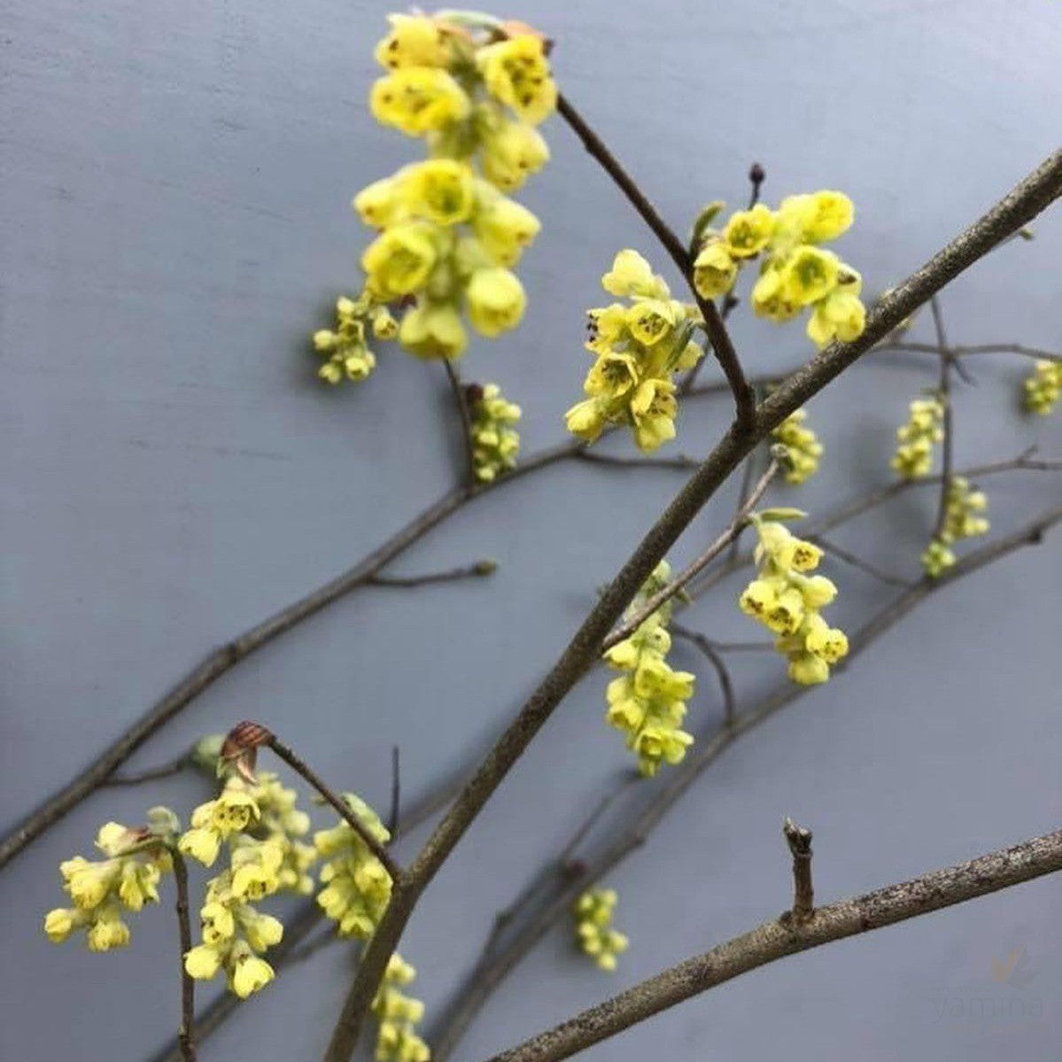 Corylopsis sinensis (Winter Hazel)