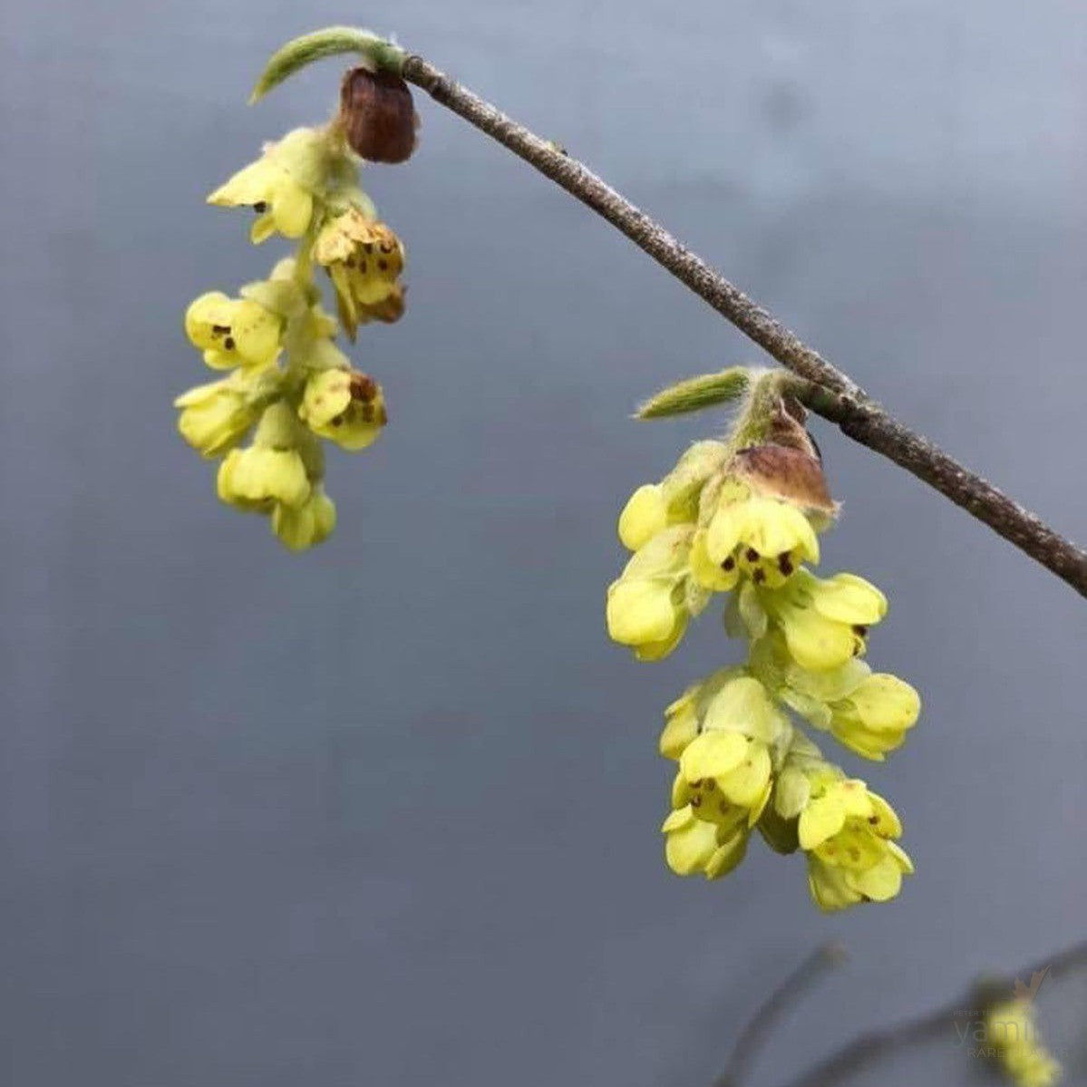 Corylopsis sinensis (Winter Hazel)