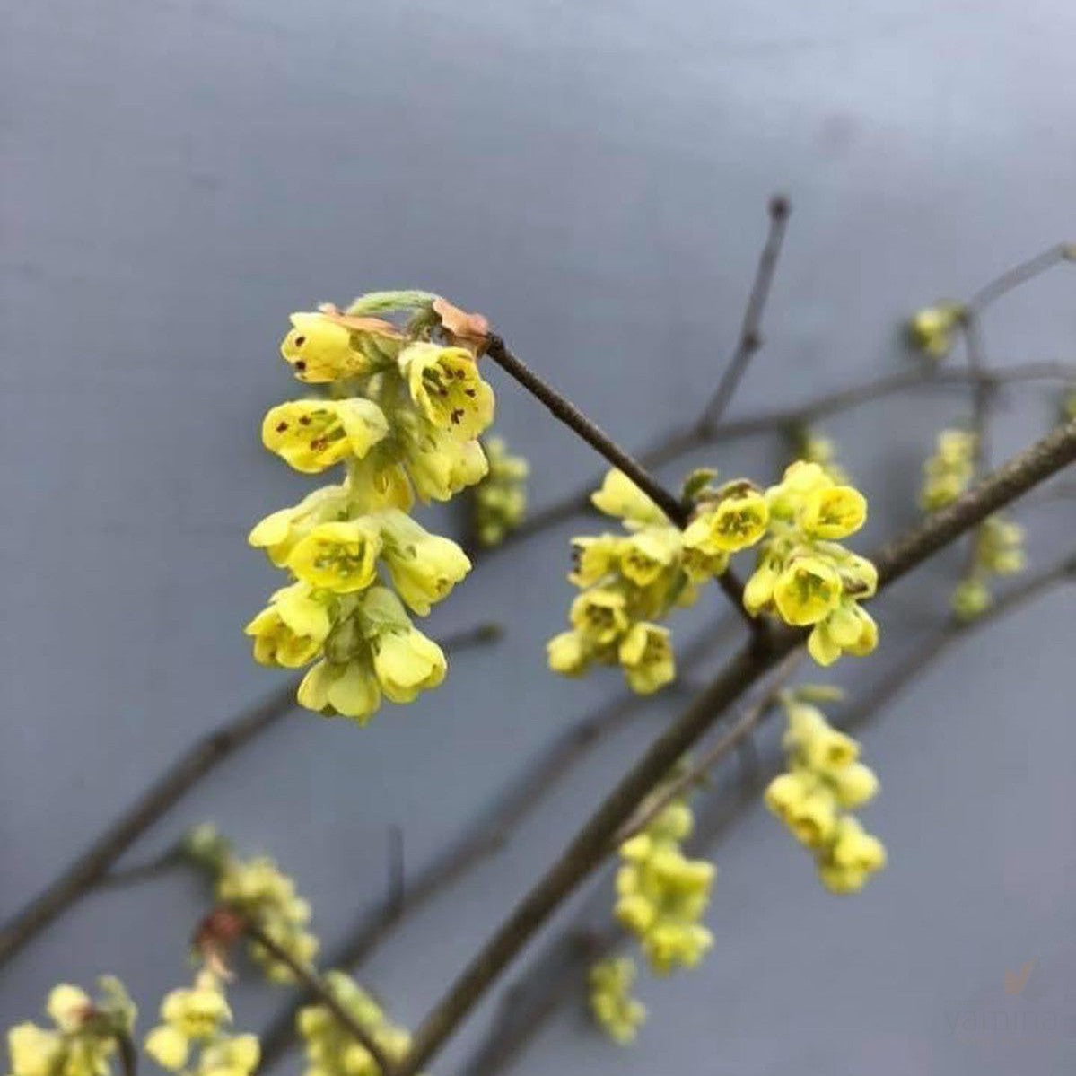 Corylopsis sinensis (Winter Hazel)
