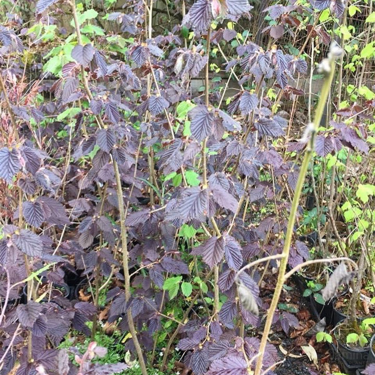 Corylus avellana Purpurea (Purple Filbert)