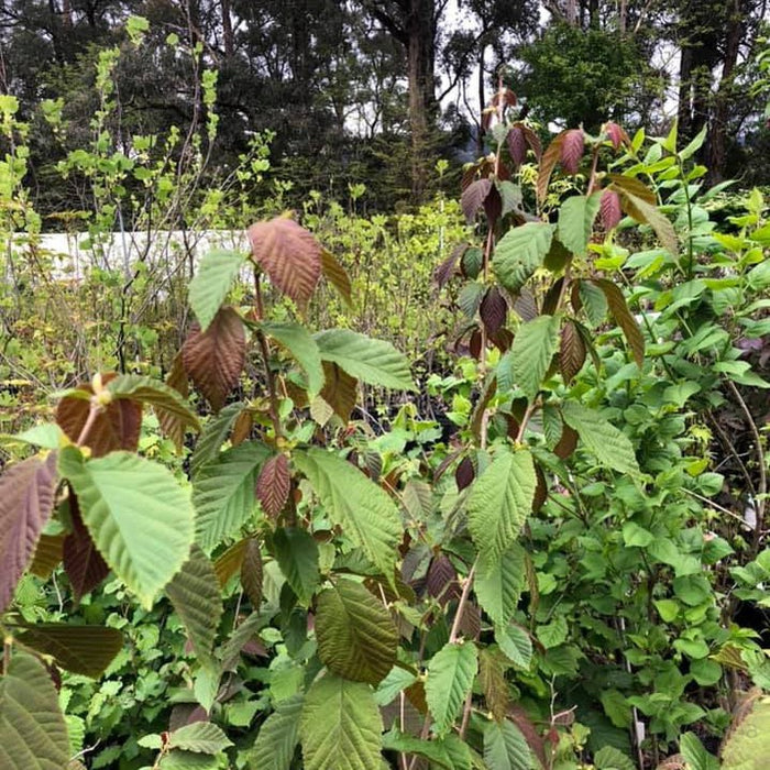 Corylus chinensis