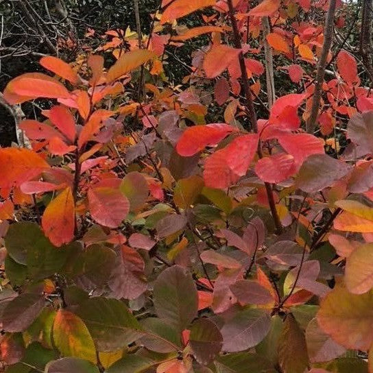 Cotinus coggygria Flame (Smoke Bush)