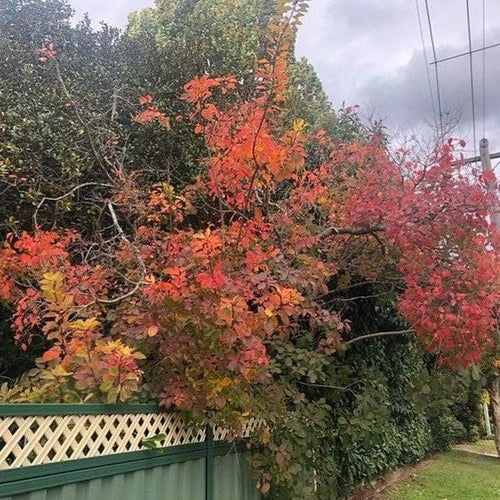 Cotinus coggygria Flame (Smoke Bush)