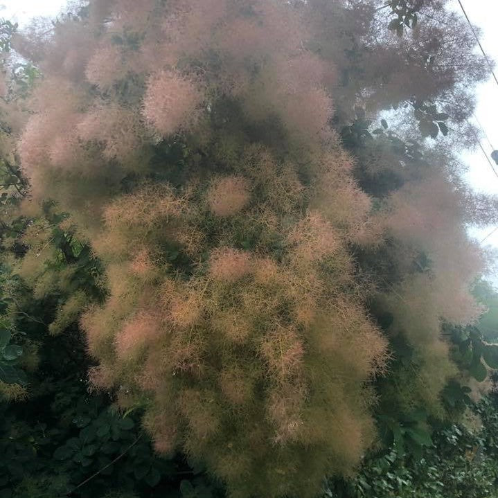 Cotinus coggygria Flame (Smoke Bush)