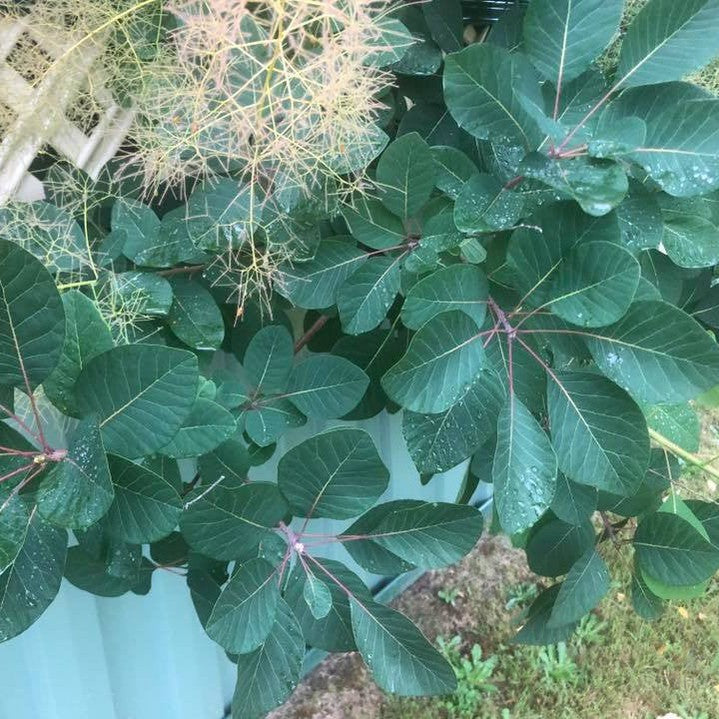 Cotinus coggygria Flame (Smoke Bush)
