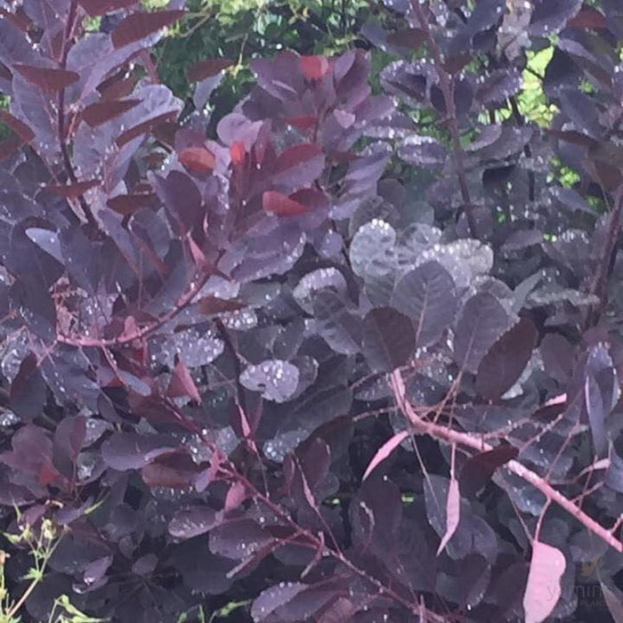 Cotinus coggygria Velvet Cloak