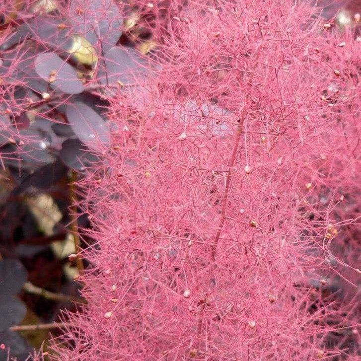 Cotinus coggygria Velvet Cloak