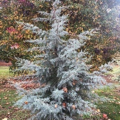 Cupressus glabra Blue Ice