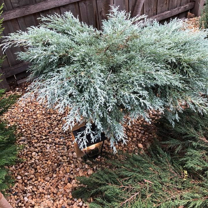 Cupressus macrocarpa Greenstead Magnificent