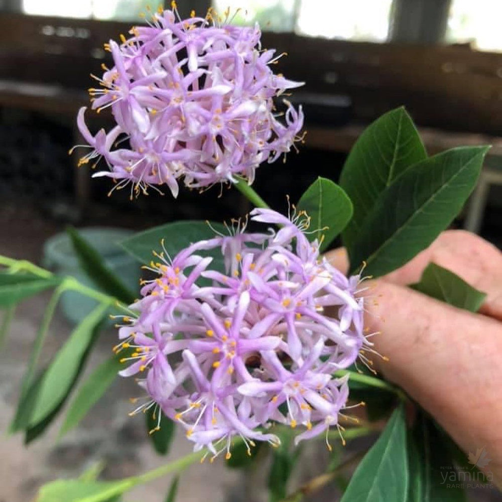Dais cotinifolia (Tree Daphne)