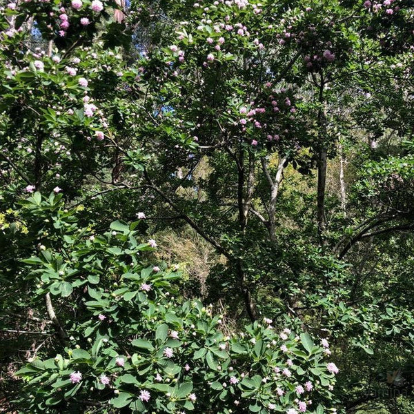 Dais cotinifolia (Tree Daphne)