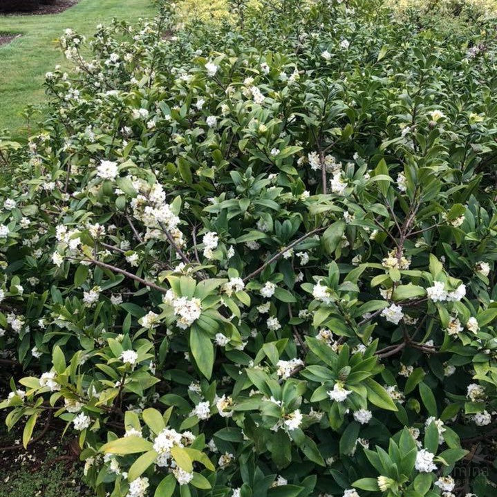 Daphne odora Alba