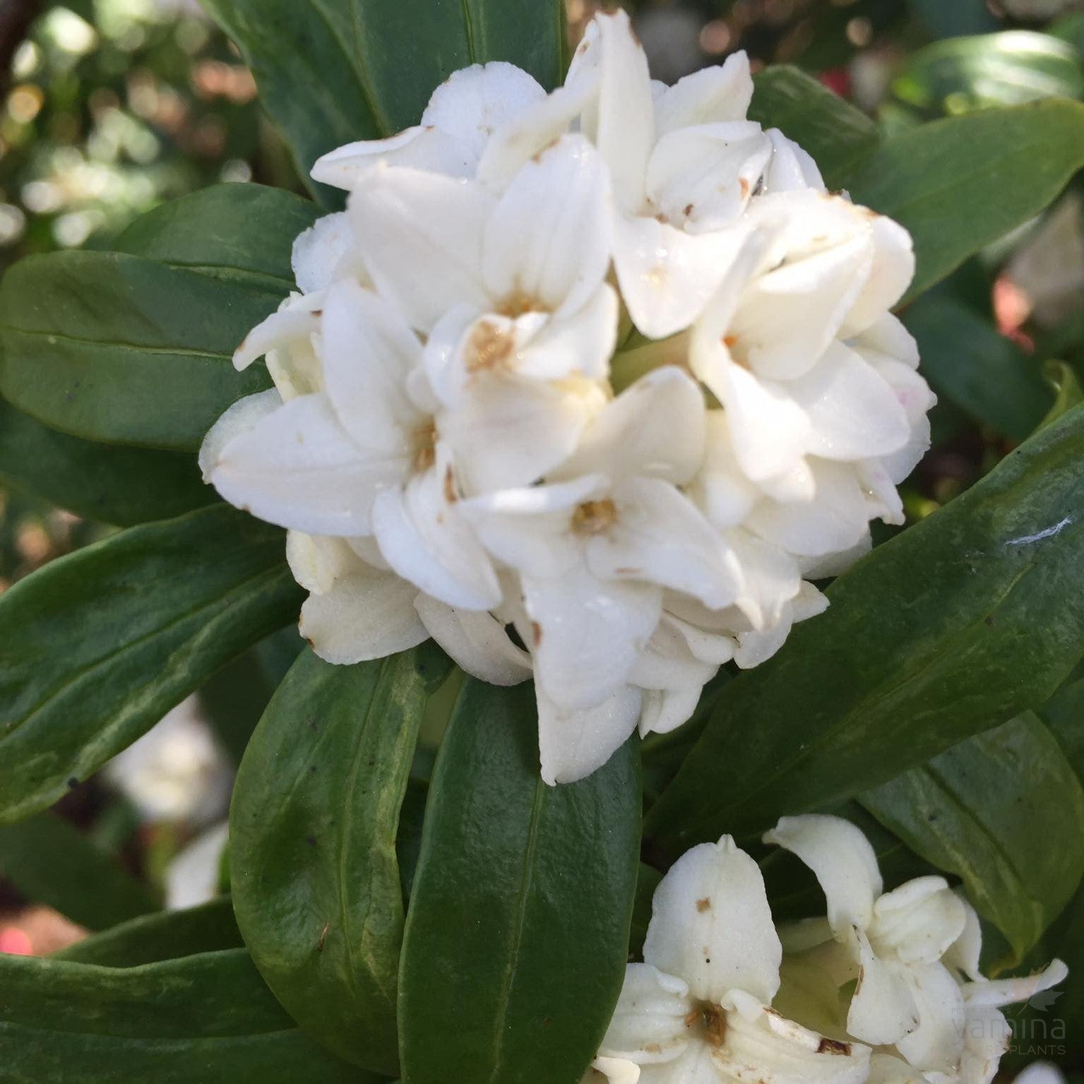 Daphne odora Alba