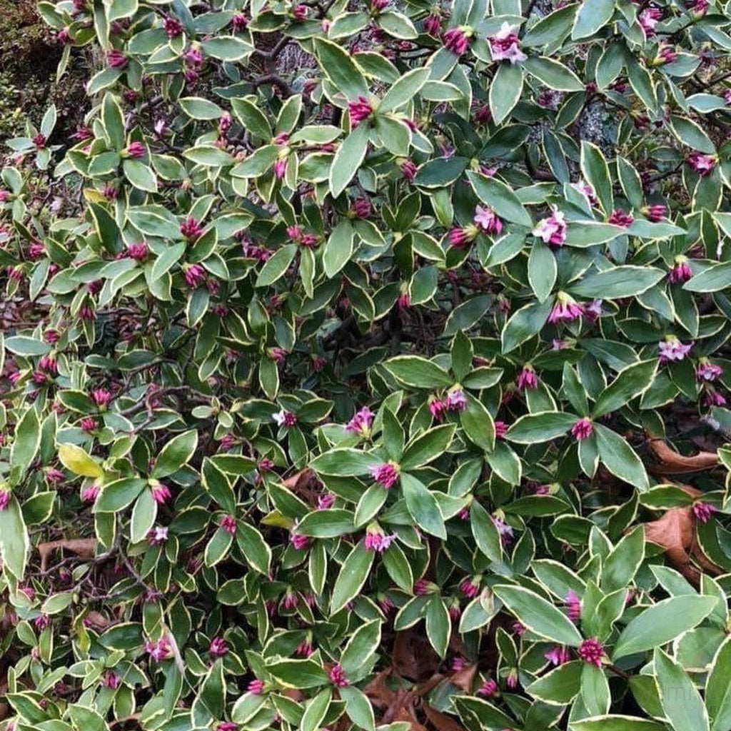 Daphne odora Variegata