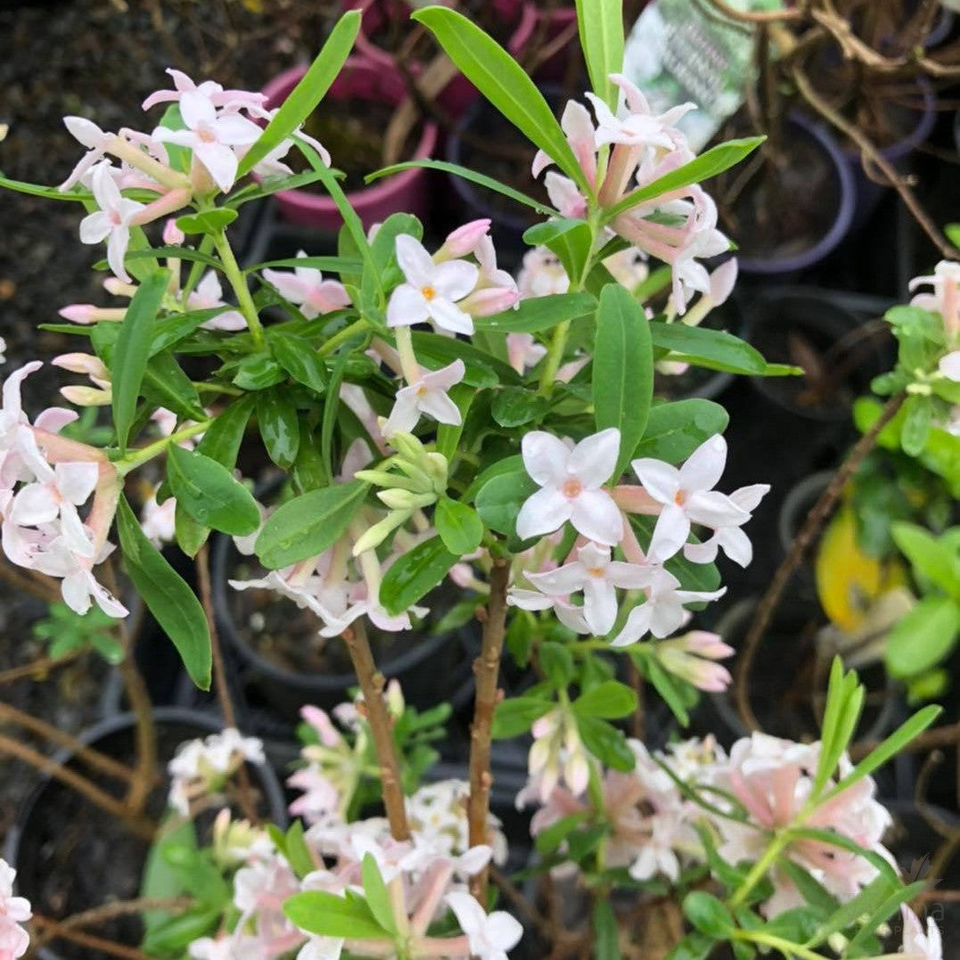 Daphne x burkwoodii