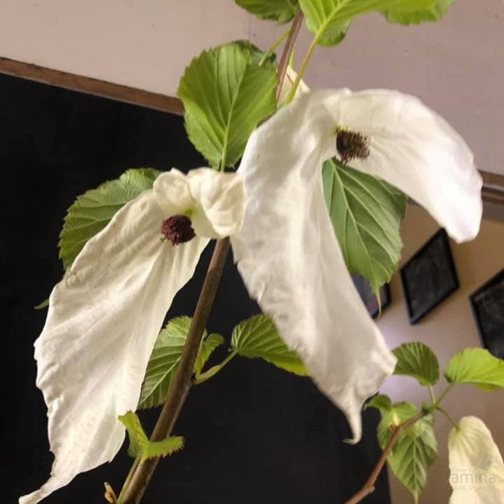 Davidia involucrata (Dove Tree)