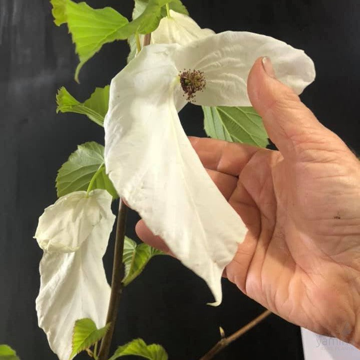 Davidia involucrata (Dove Tree)