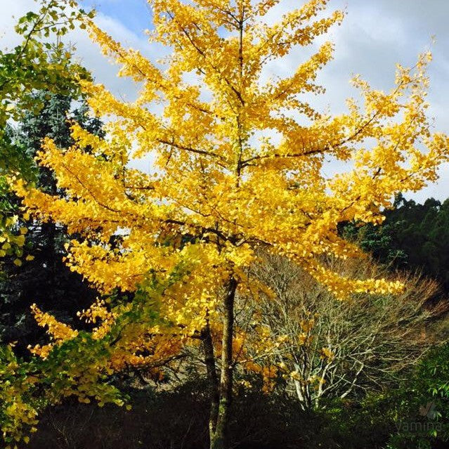Davidia involucrata (Dove Tree)