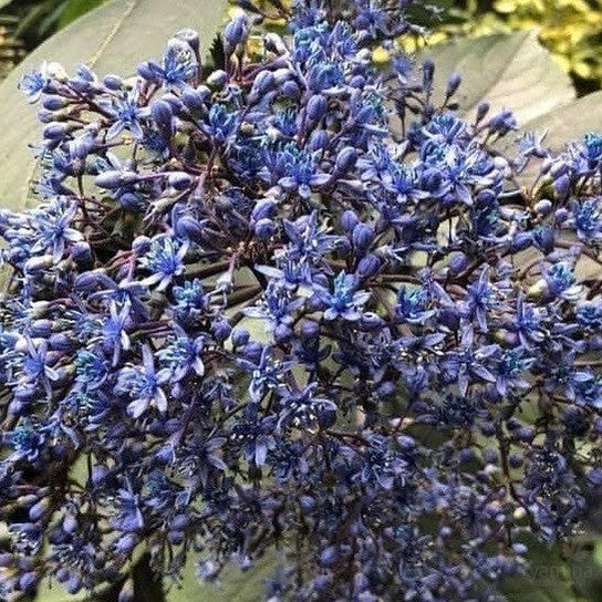 Dichroa versicolour