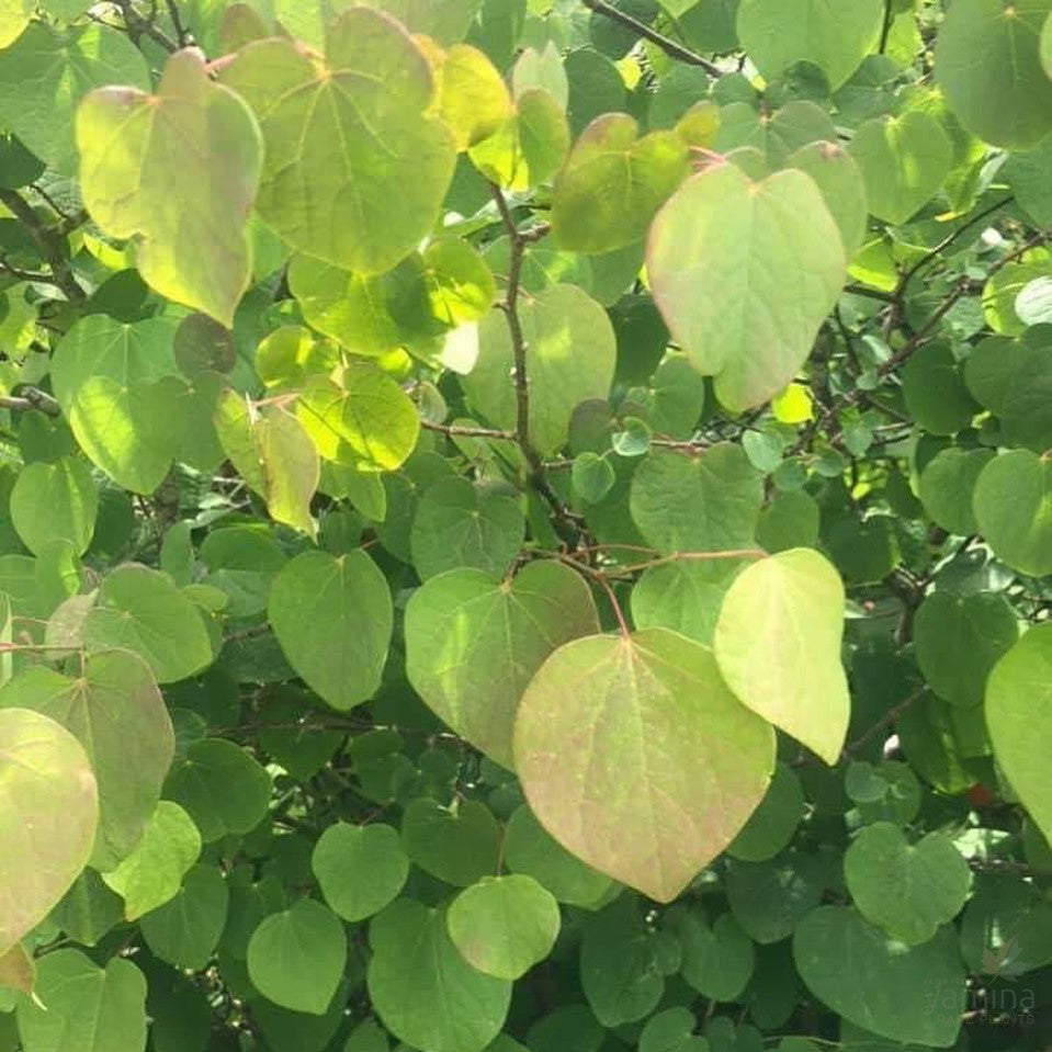 Disanthus cercidifolius
